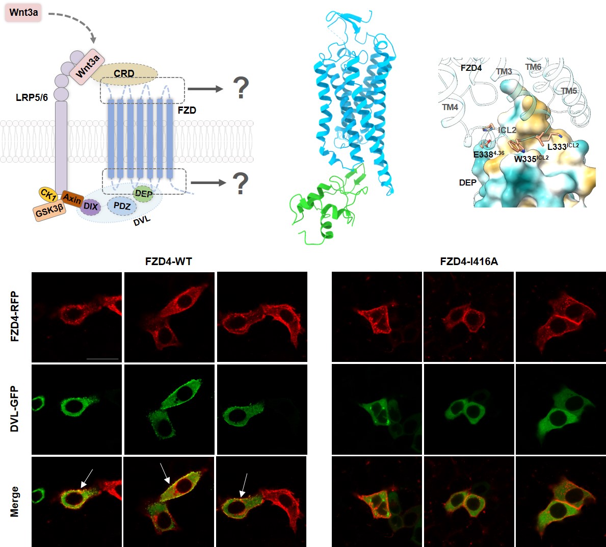 哈工大生命科学中心何元政课题组揭示WNT信号传导通路中关键复合物结构