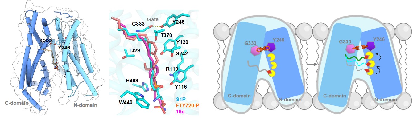 哈工大生命科学中心何元政课题组揭示鞘氨醇-1-磷酸转运蛋白（SPNS2）转运的机制 为治疗自身免疫疾病提供新的靶点