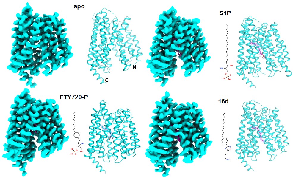 哈工大生命科学中心何元政课题组揭示鞘氨醇-1-磷酸转运蛋白（SPNS2）转运的机制 为治疗自身免疫疾病提供新的靶点